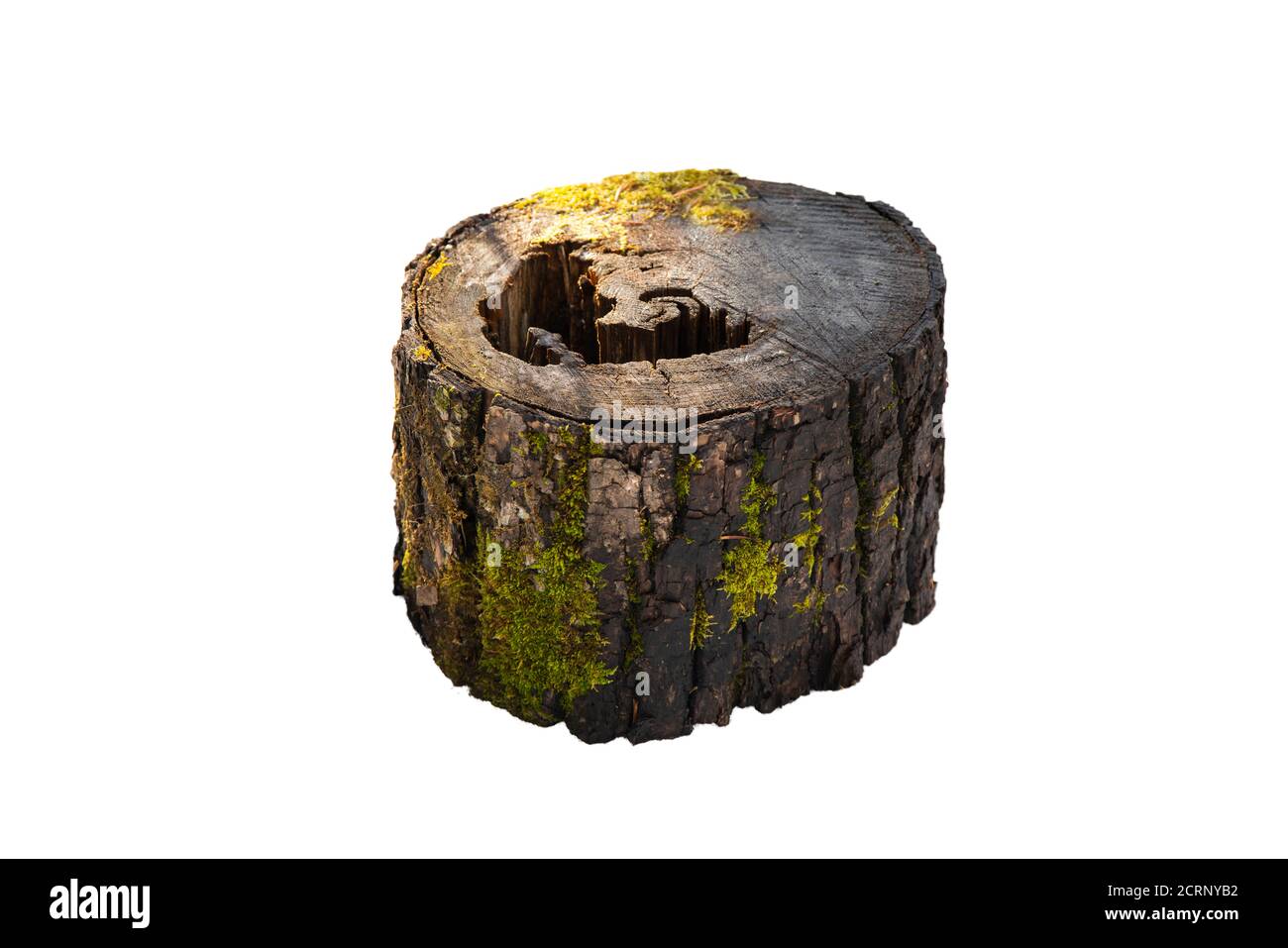 Old rotten tree stump Cut Out Stock Images & Pictures - Alamy