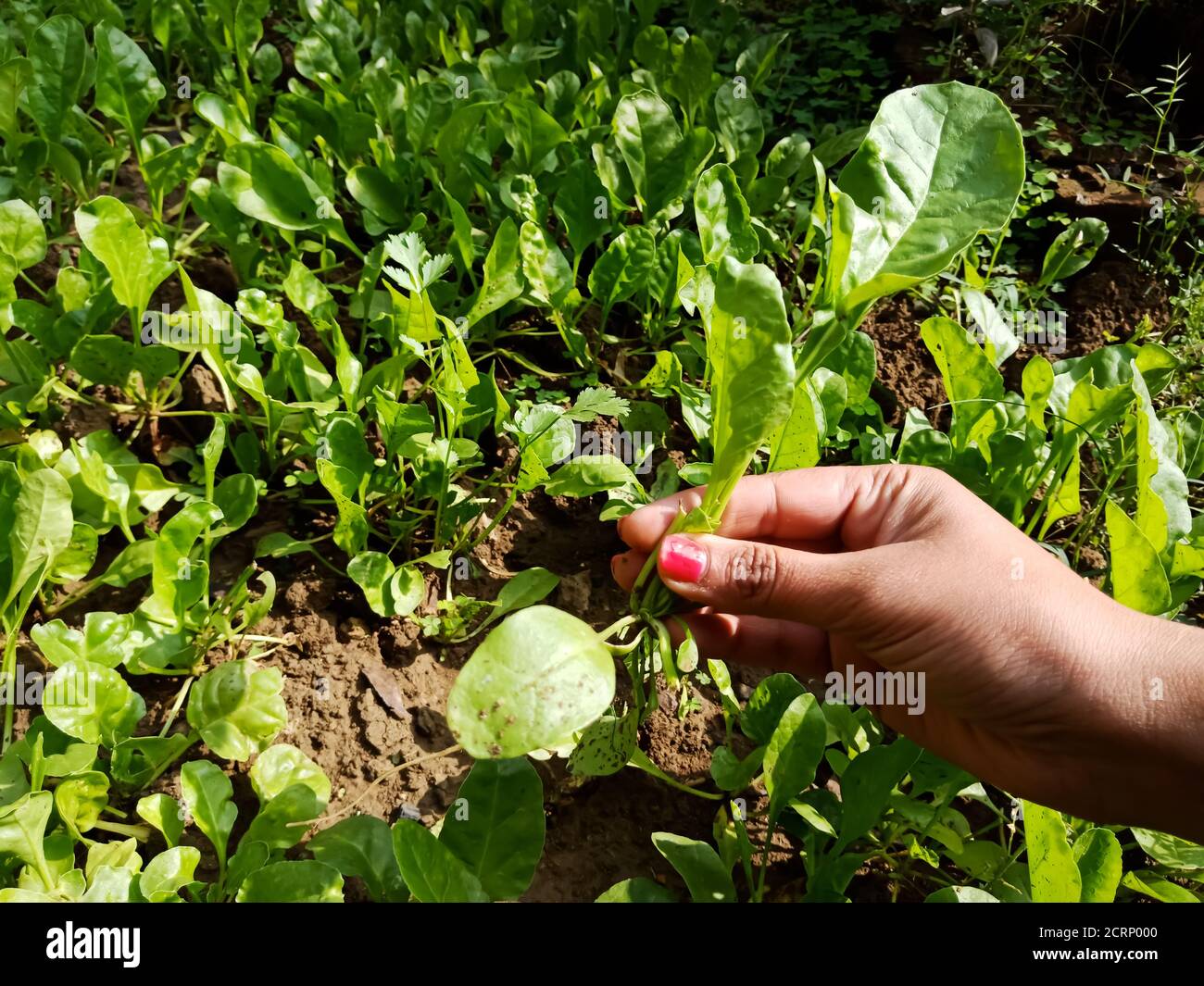 A lady hand picking up plant at green soil agriculture field surface ...
