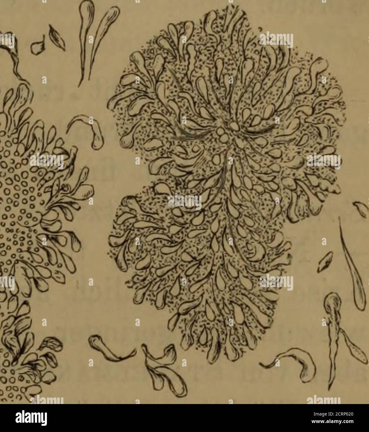 Staphylo hi-res stock photography and images - Alamy