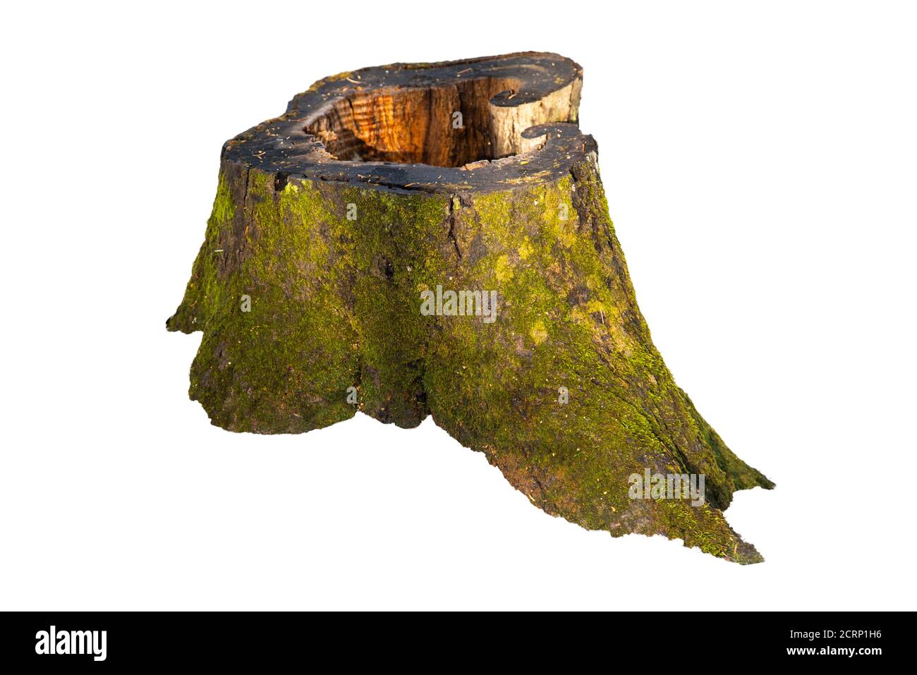 Stump with green moss Cut Out Stock Images & Pictures - Alamy