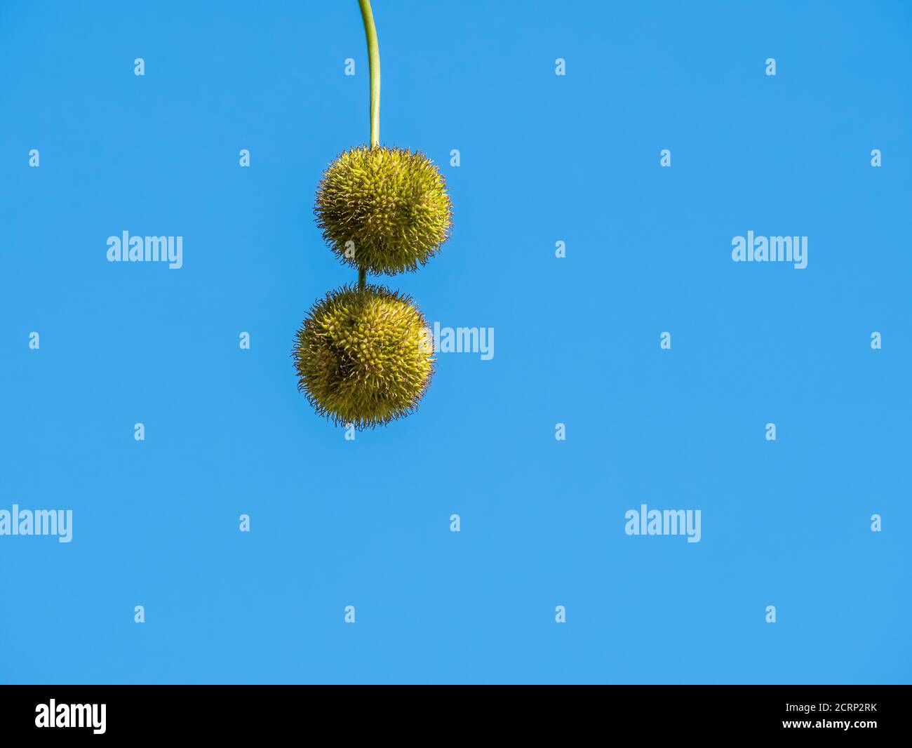 Fruits and seeds of Platanus or plane tree against clear blue sky Stock ...