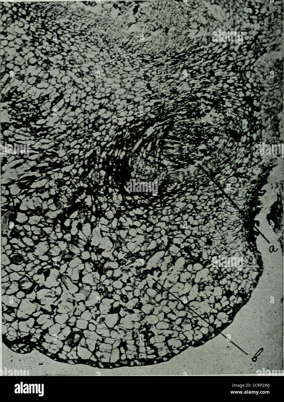 Cancer cell cycle hi-res stock photography and images - Alamy