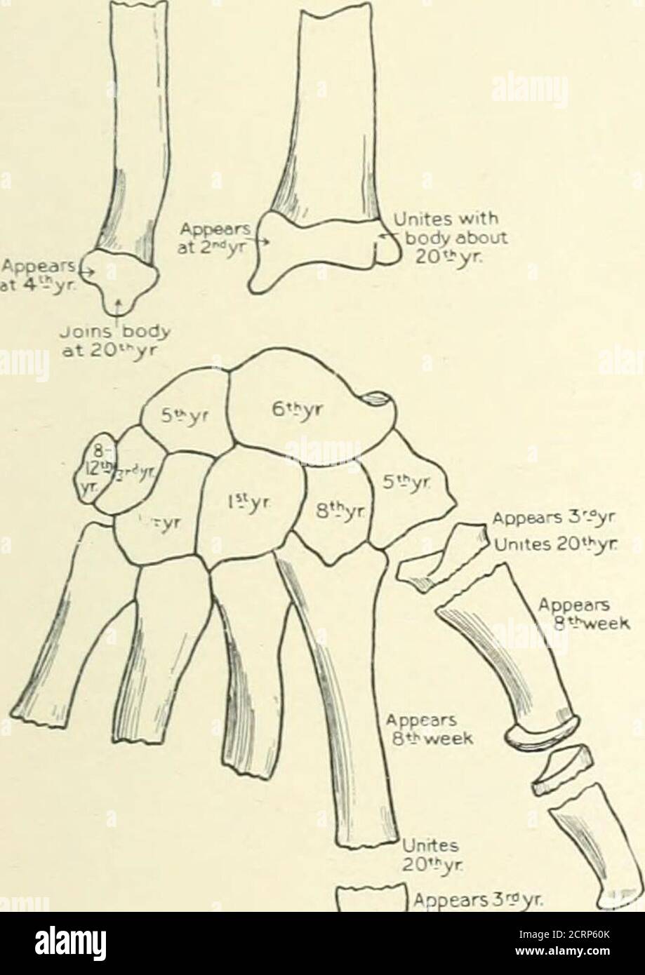 Carpal bones in the wrist hi-res stock photography and images - Alamy