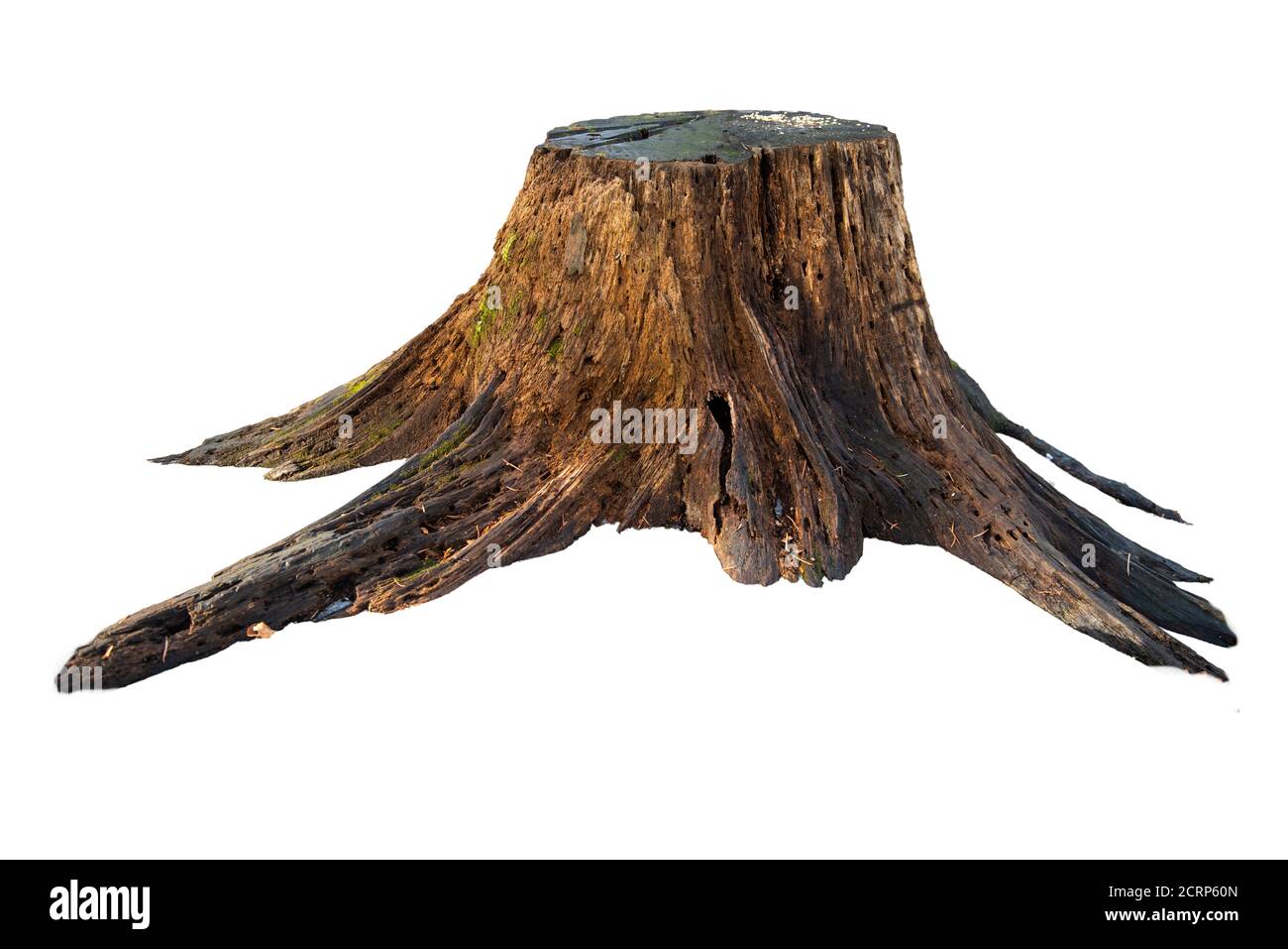 Stump with green moss Cut Out Stock Images & Pictures - Alamy
