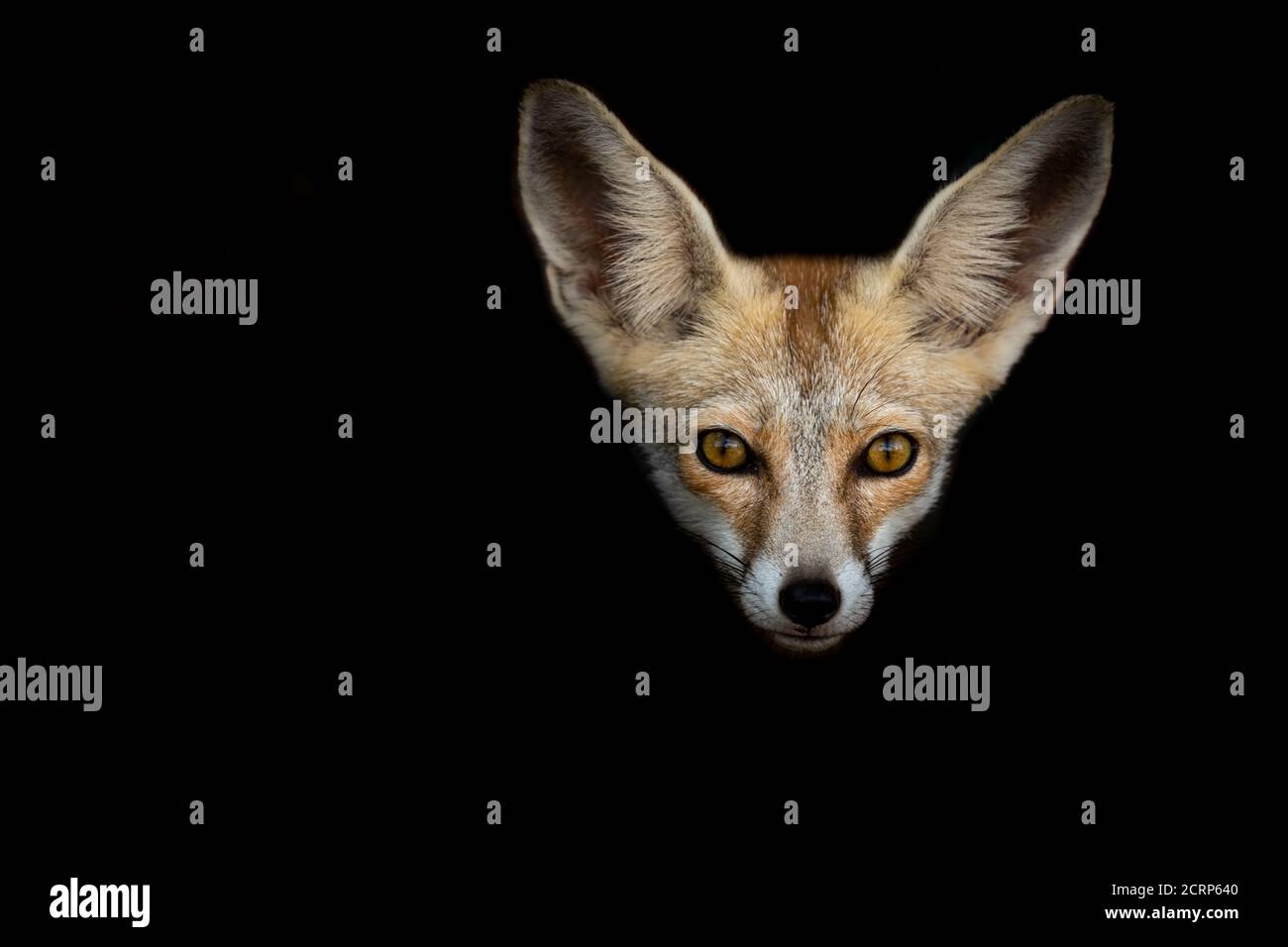 Endangered asiatic subspecies hi-res stock photography and images - Alamy