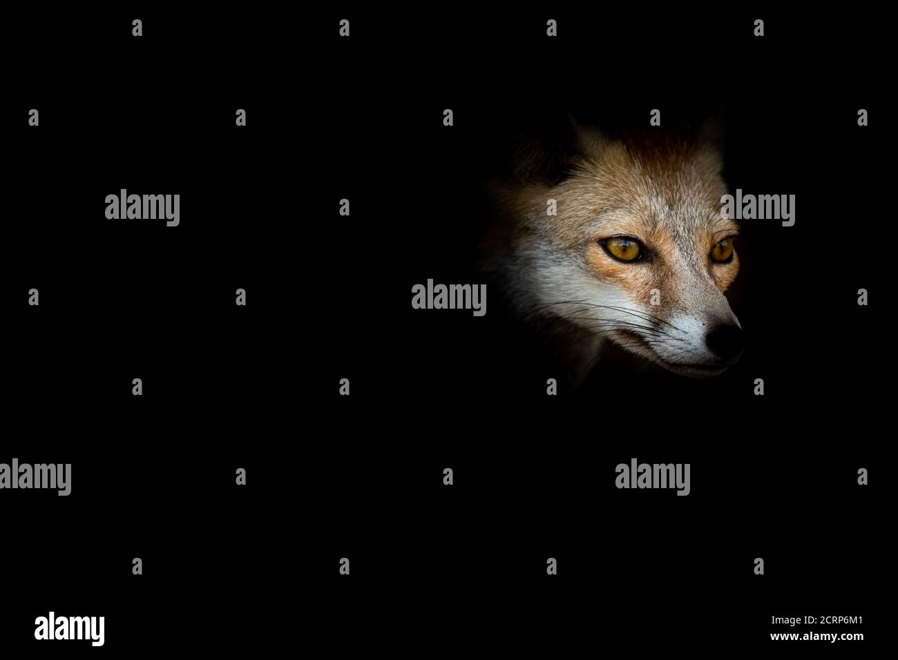 White footed fox or desert fox face in isolated black background at ...