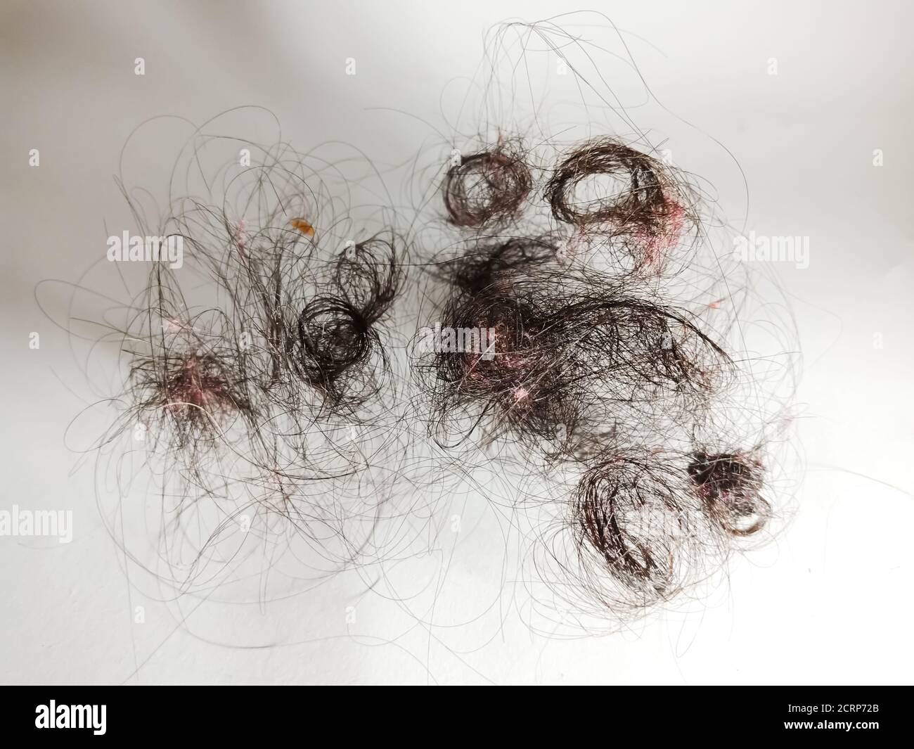 Fallen hair isolated on white background for marketing and branding ...