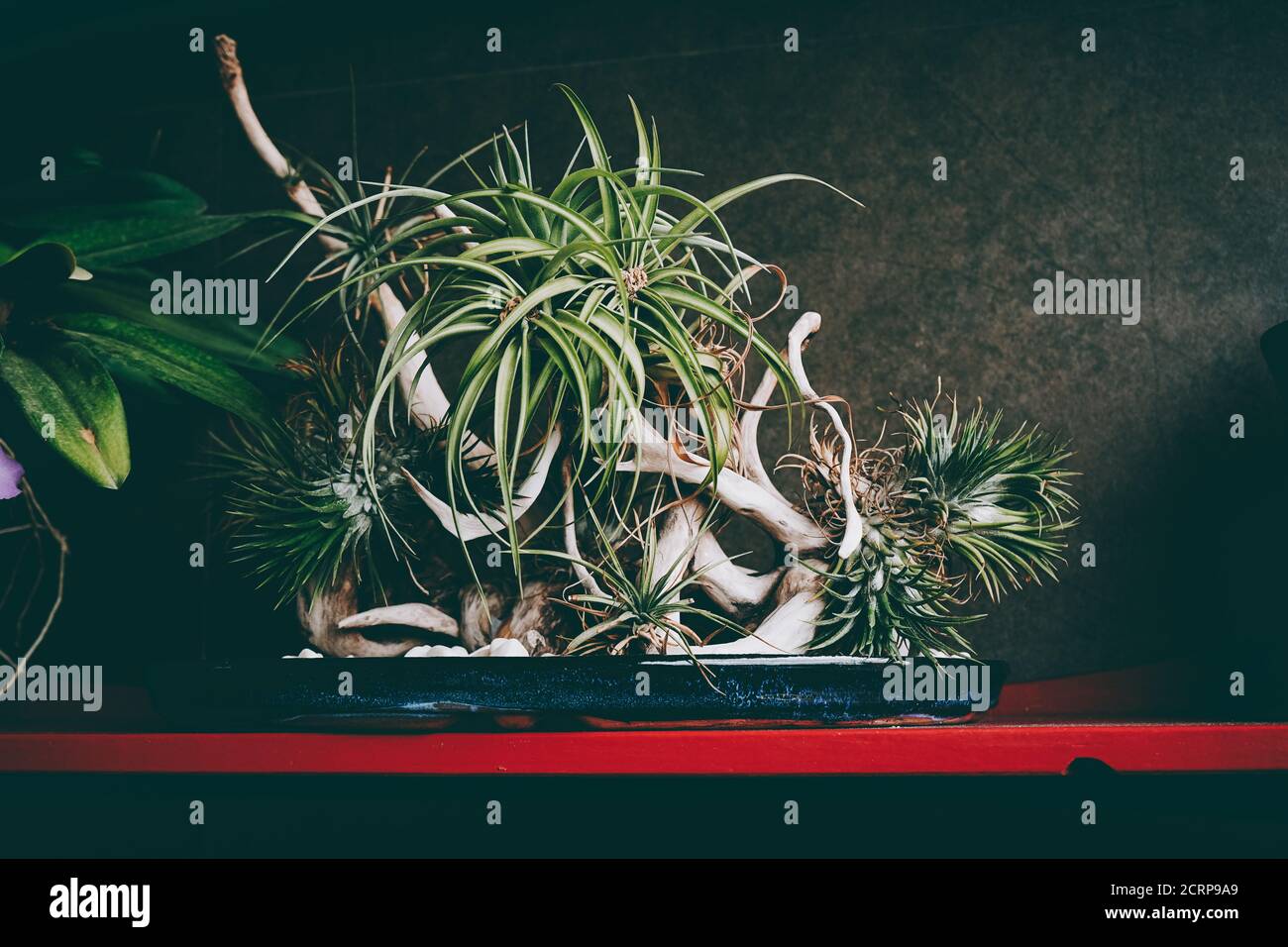 Decoration with carnation of the air Stock Photo - Alamy