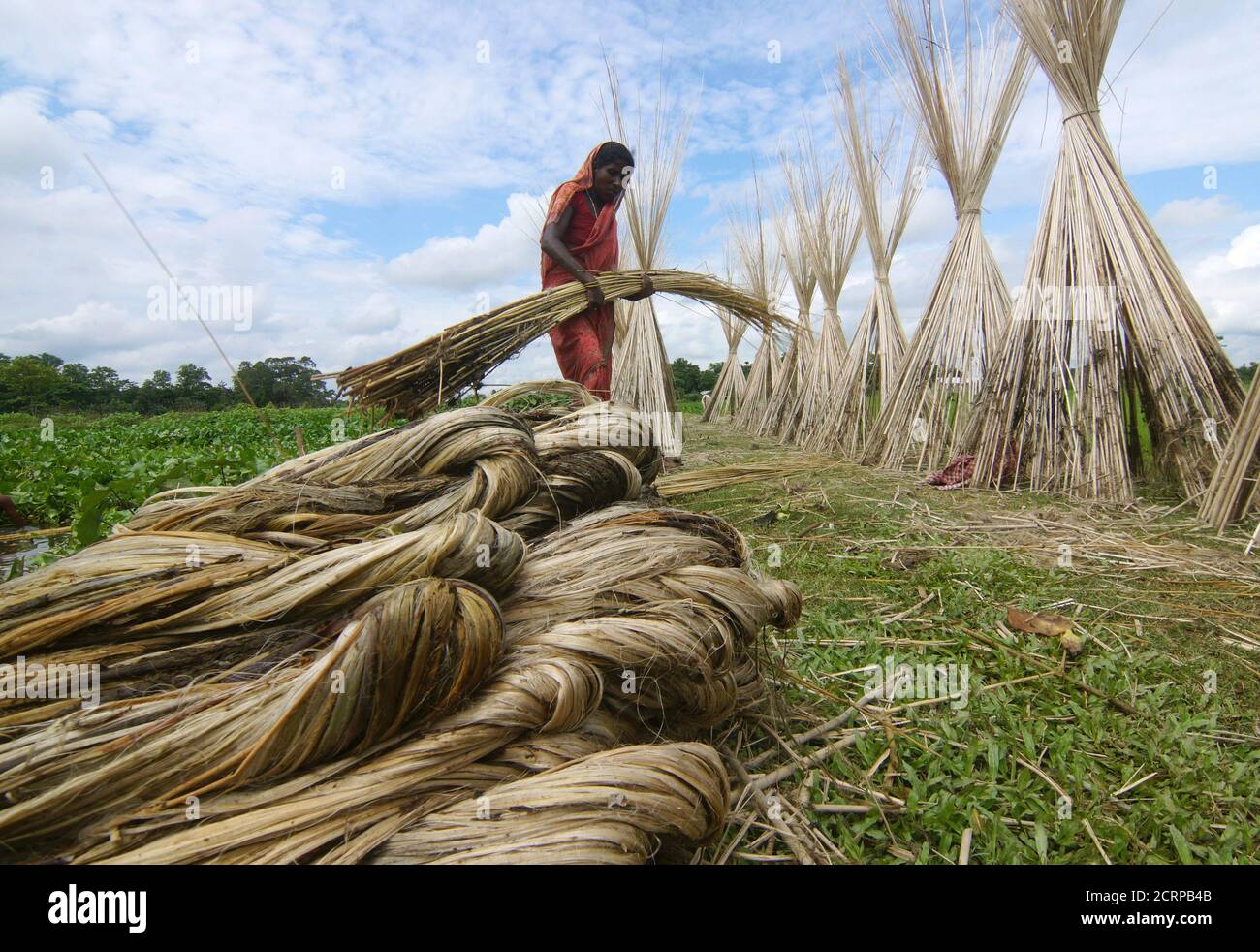 India And Jute High Resolution Stock Photography and Images - Alamy