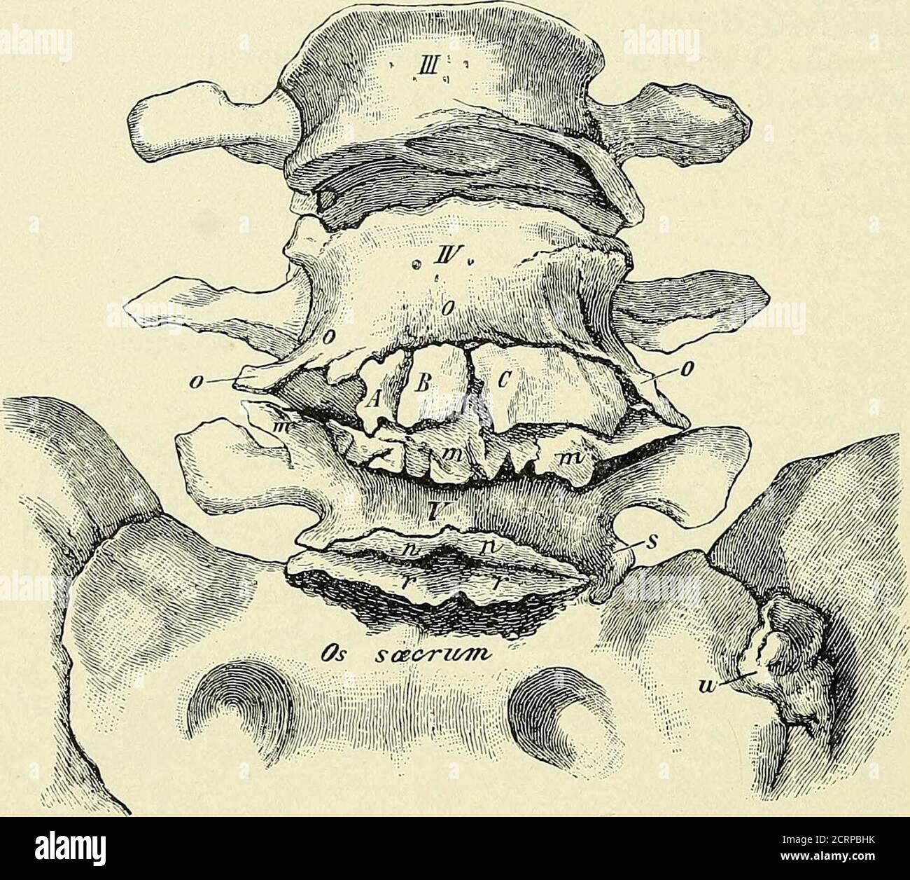 . A treatise on obstetrics for students and practitioners . Woman with ...