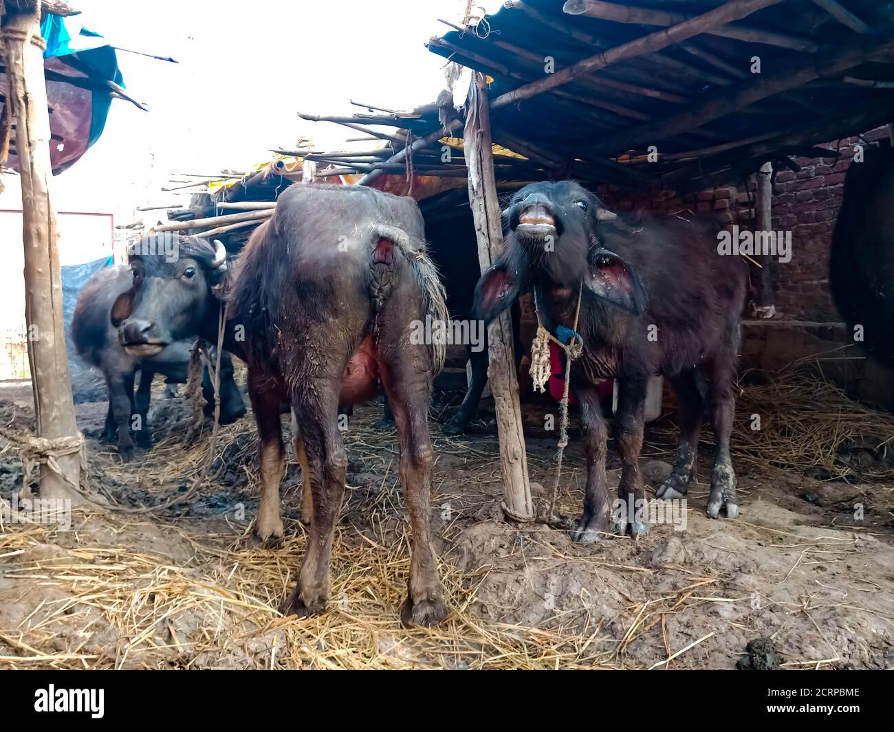 Buffaloes in a dairy farm. The dairy farm is specialized in buffalo ...