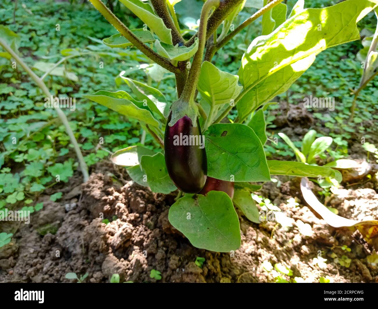 began vegetable plant presented on soil agriculture land Stock Photo ...