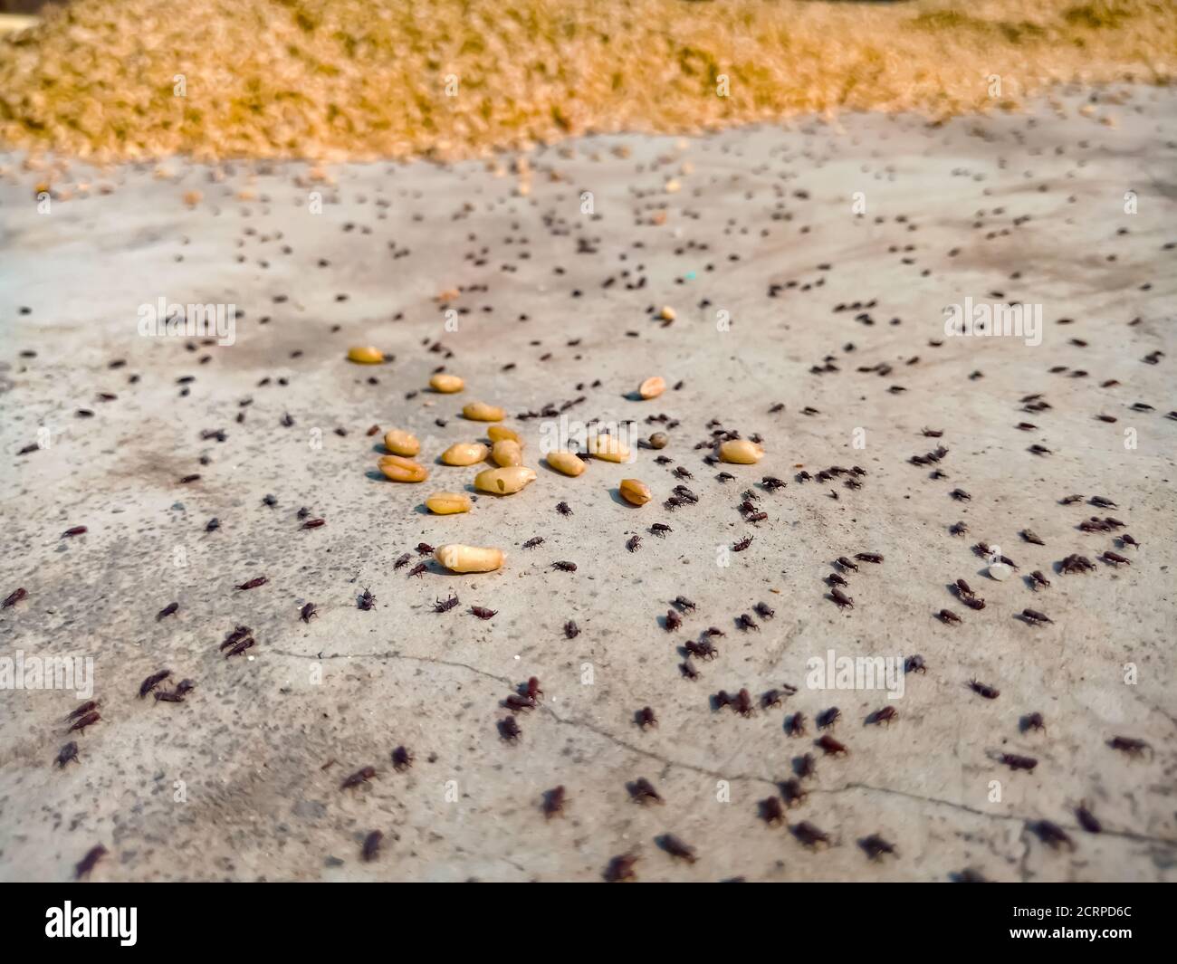 wheat weevil Sitophilus granarius beetles on damaged grain Stock Photo ...