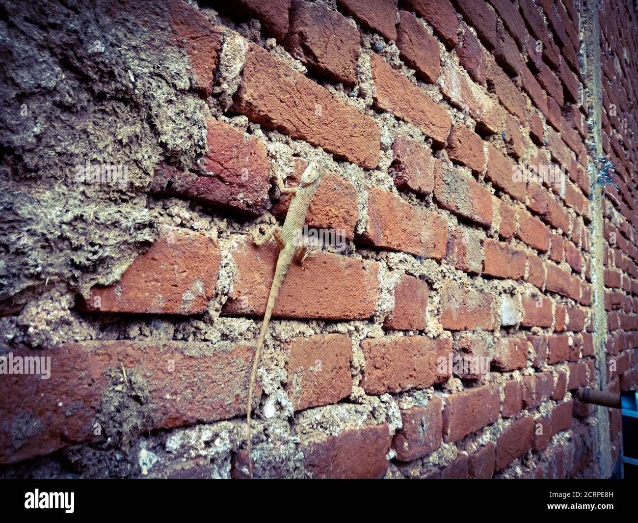 Indian wall lizard hi-res stock photography and images - Alamy