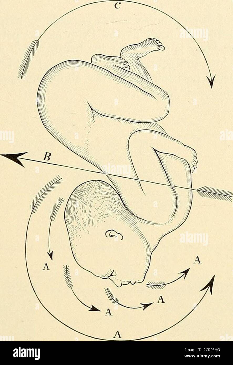 Brow presentation hi-res stock photography and images - Alamy