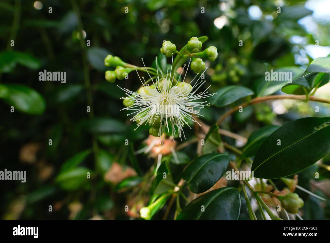 Syzygium Paniculatum Flower