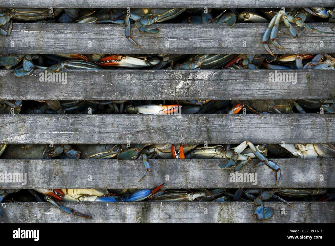 Chesapeake bay virginia crabs hi-res stock photography and images - Alamy