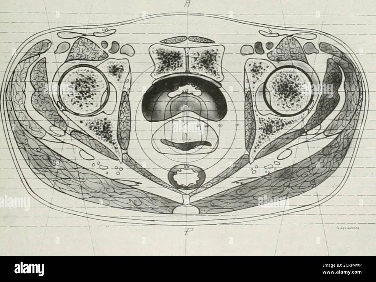 Section of the female pelvis hi-res stock photography and images - Alamy