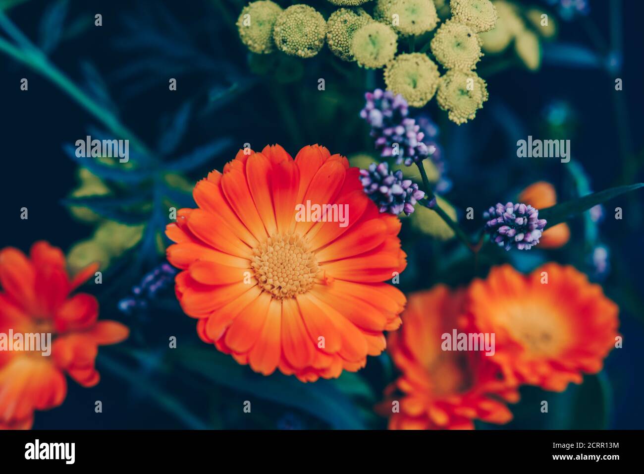 Multicolor flowers hi-res stock photography and images - Alamy