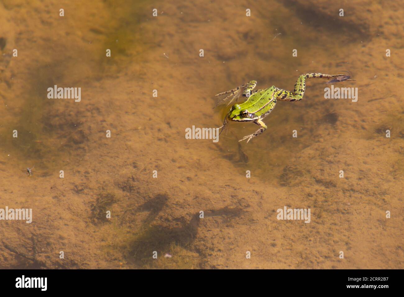 Floating insects hi-res stock photography and images - Alamy