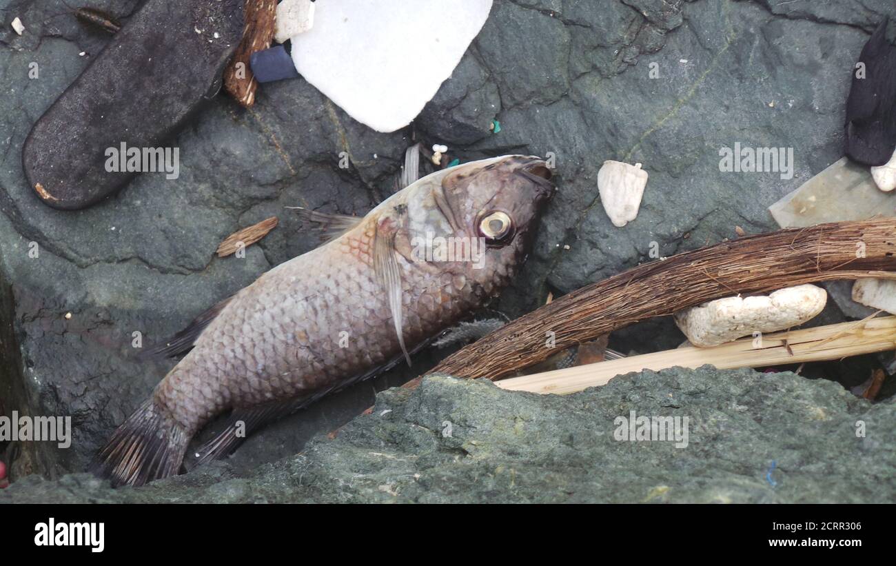 Manila, Philippines. 18th Sep, 2020. Hundreds of fish where seen ...