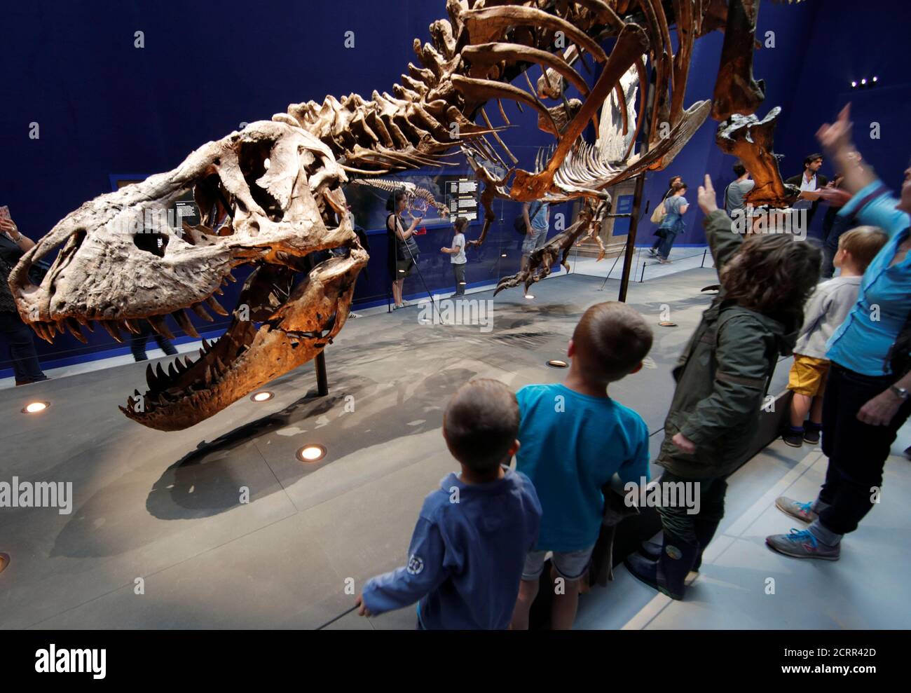 Trix the t rex hi-res stock photography and images - Alamy