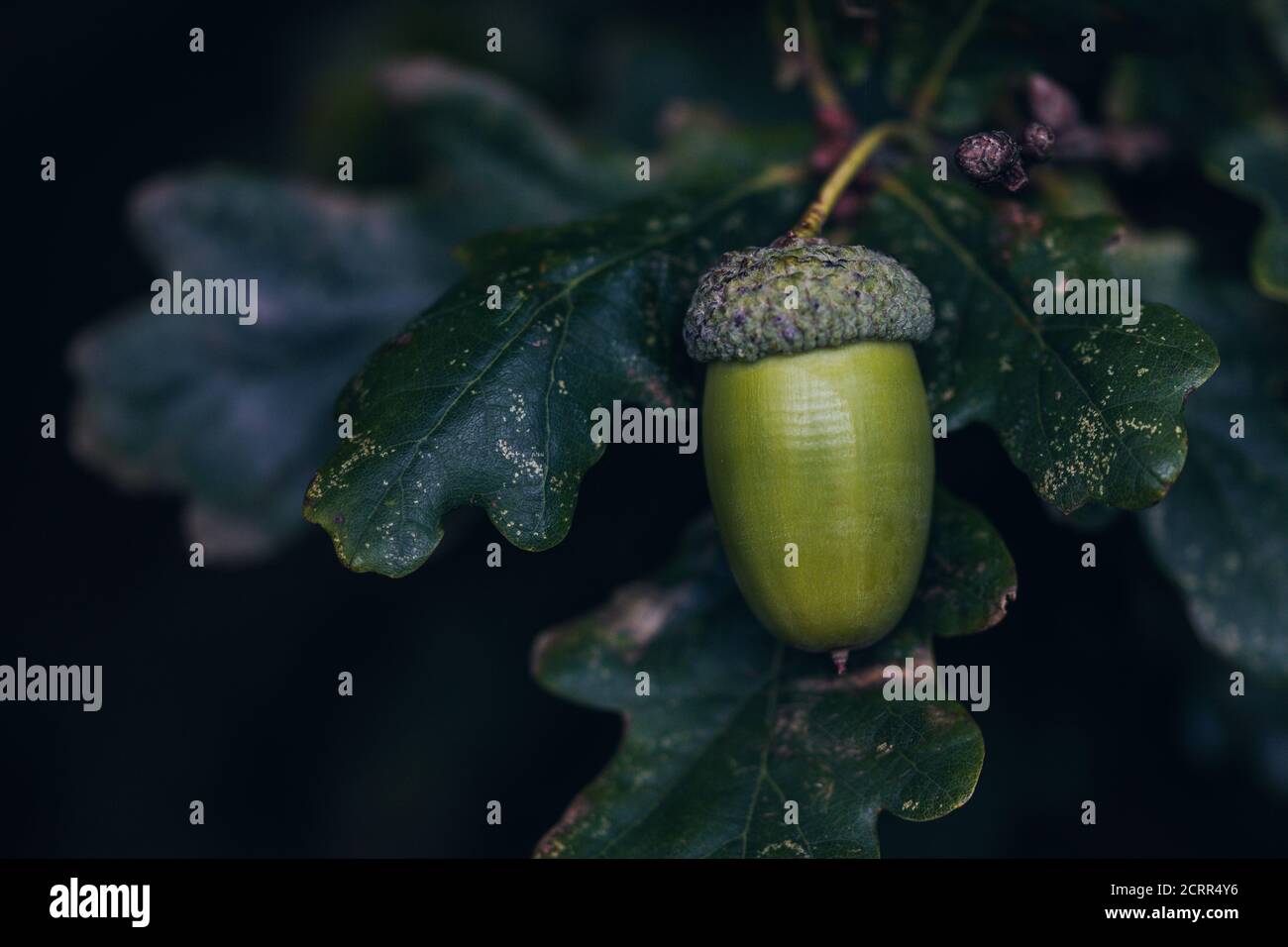 Black oak acorns hi-res stock photography and images - Alamy