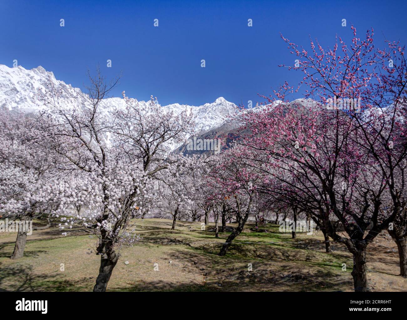 land scape photography od spring , cherry blossom and apricot blossom ...