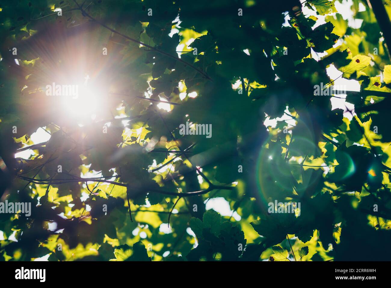 Under woods in the forest with ray of the sun Stock Photo - Alamy