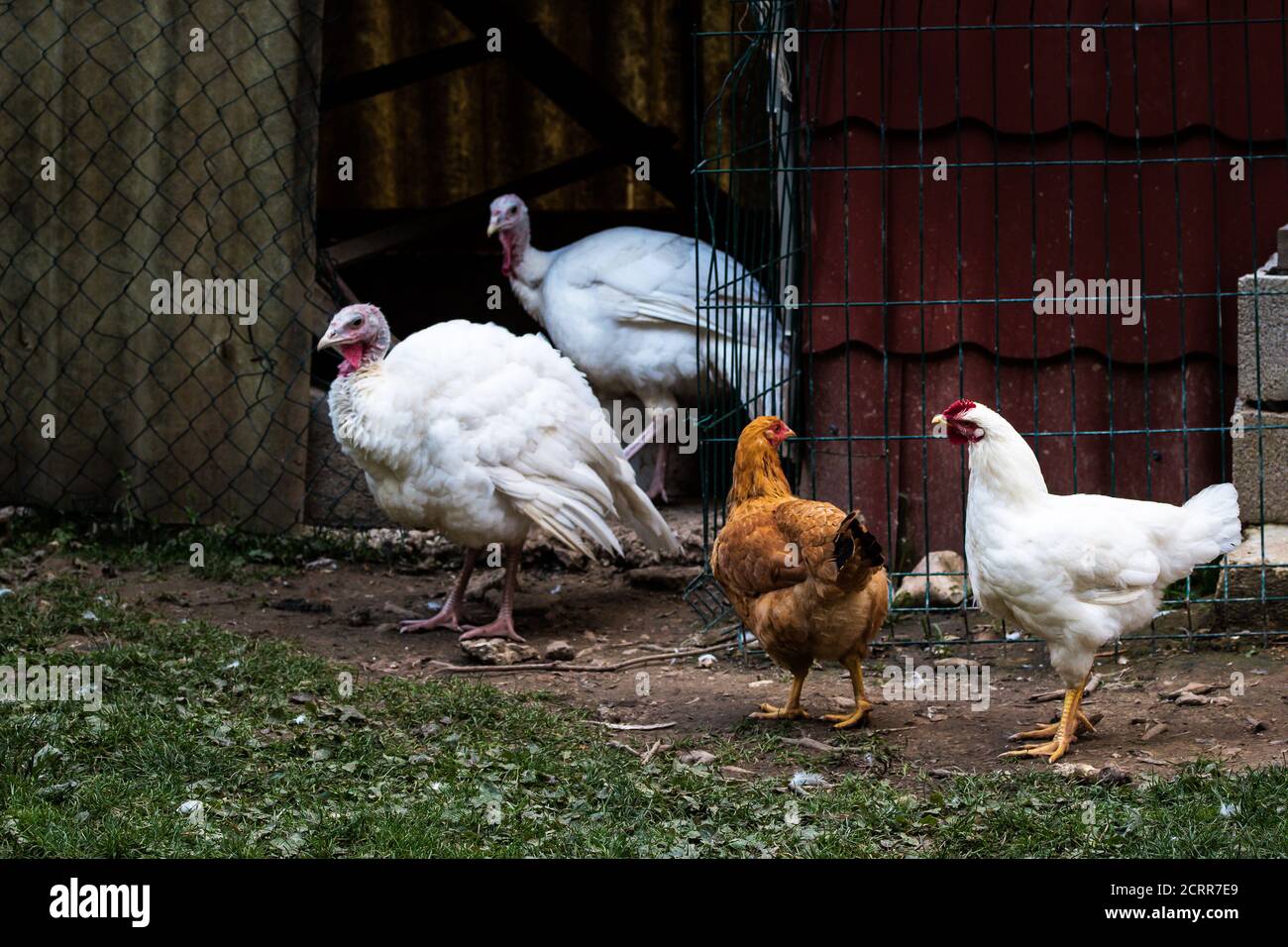 Poultry farming: turkeys and chickens. Rustic scene Stock Photo - Alamy