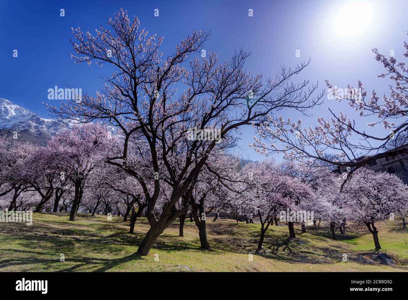 land scape photography od spring , cherry blossom and apricot blossom ...