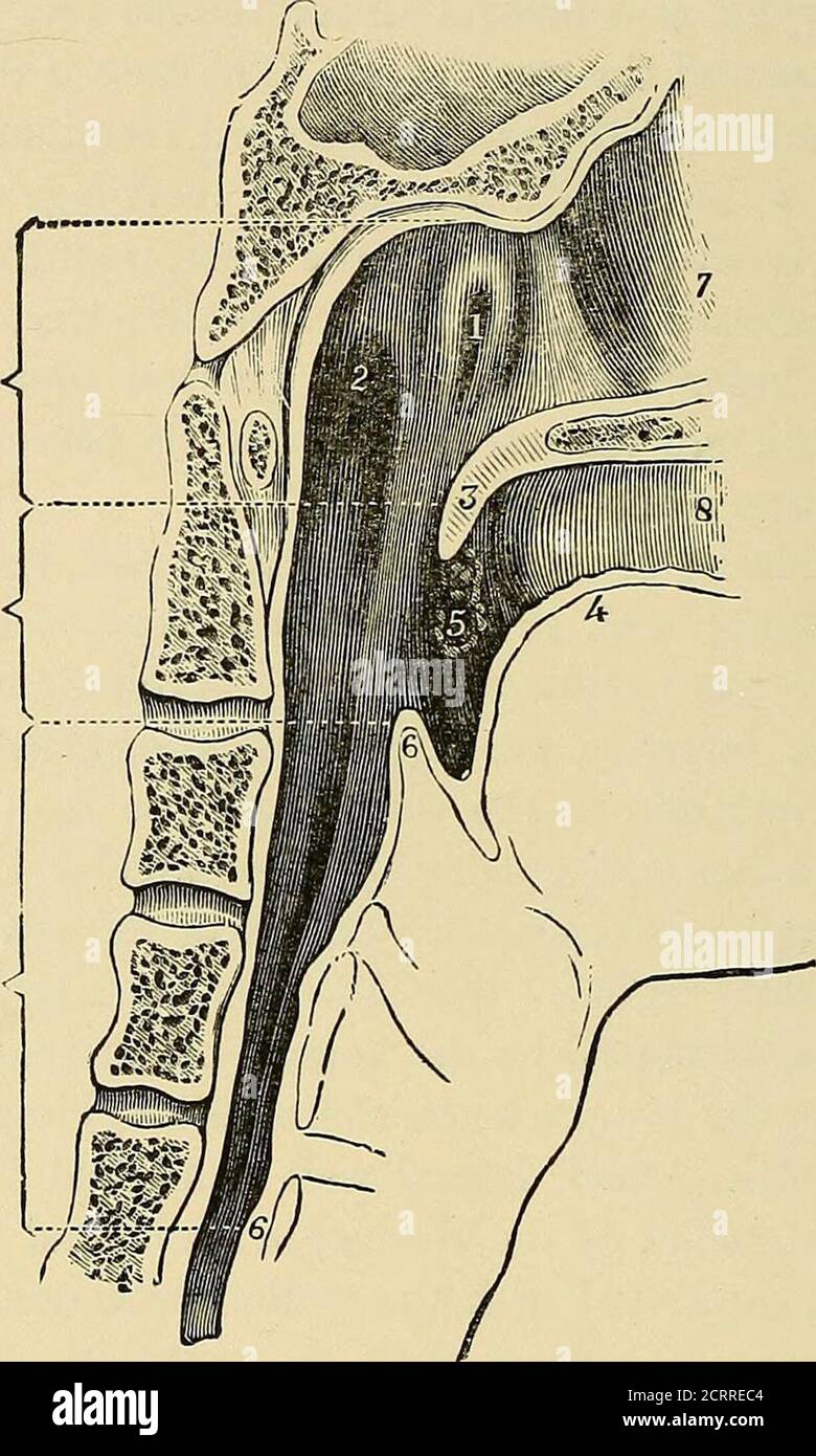 Eustachian Tube Pharynx