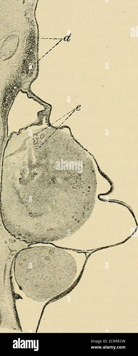 Sinus ostium hi-res stock photography and images - Alamy