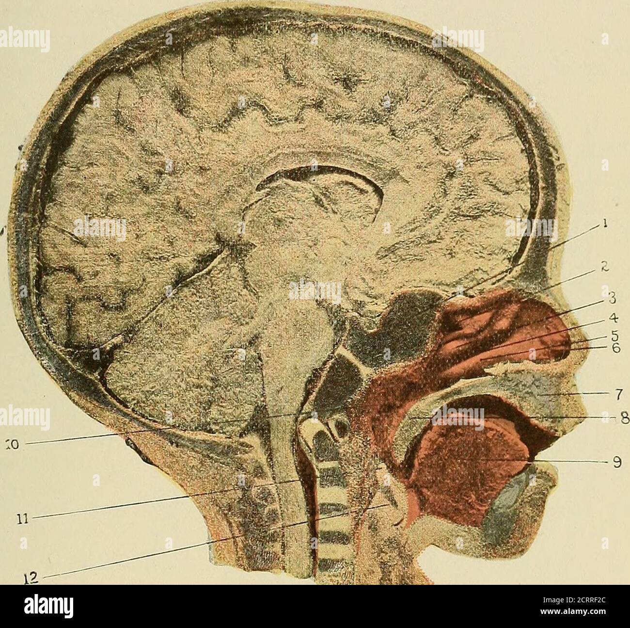 Eustachian Tube Pharynx
