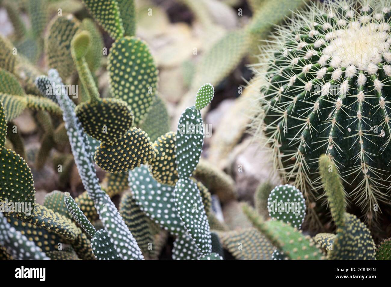 Different types of Opuntioideae cactus, of round shapes, with selective ...