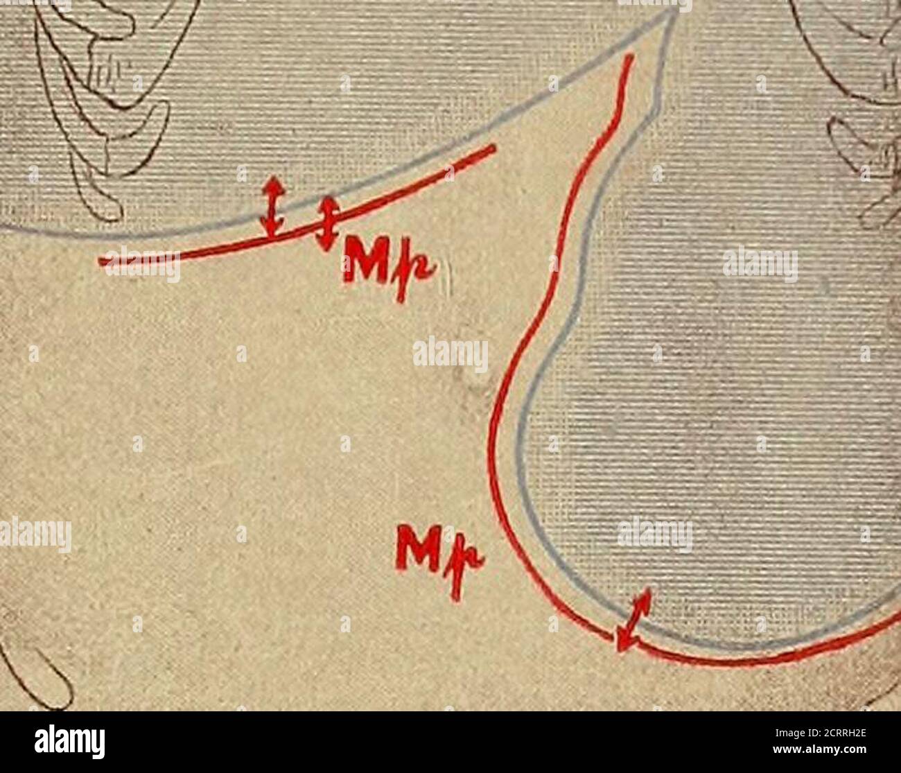 Hypochondrium hi-res stock photography and images - Alamy