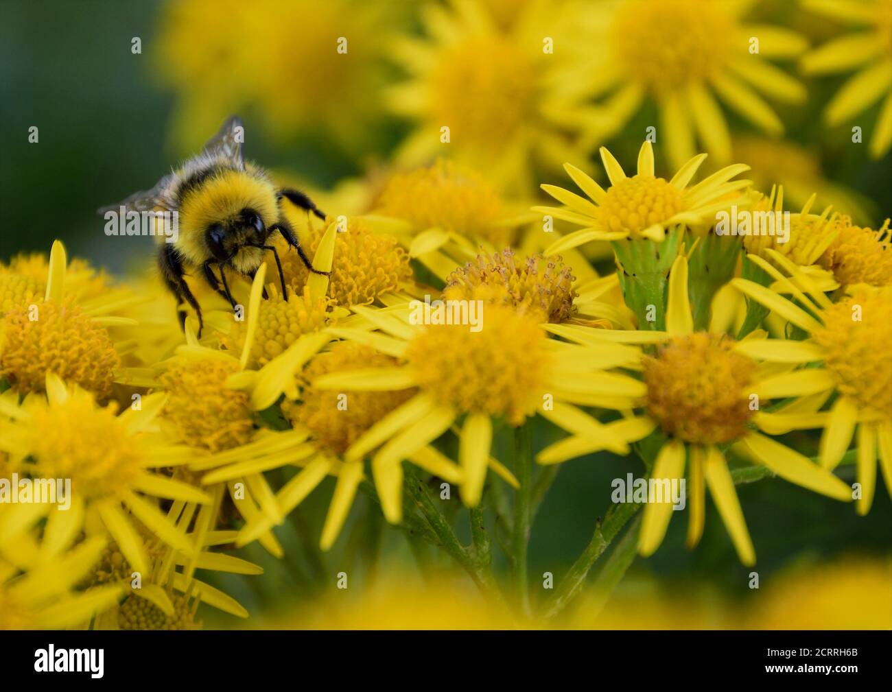 A bee exploring the ragwort plant Stock Photo - Alamy