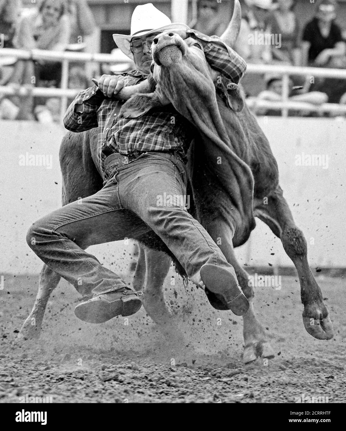 Cowboy steer wrestling bulldogging is rodeo event hi-res stock ... Cowboy steer wrestling bulldogging is rodeo event hi-res stock ...