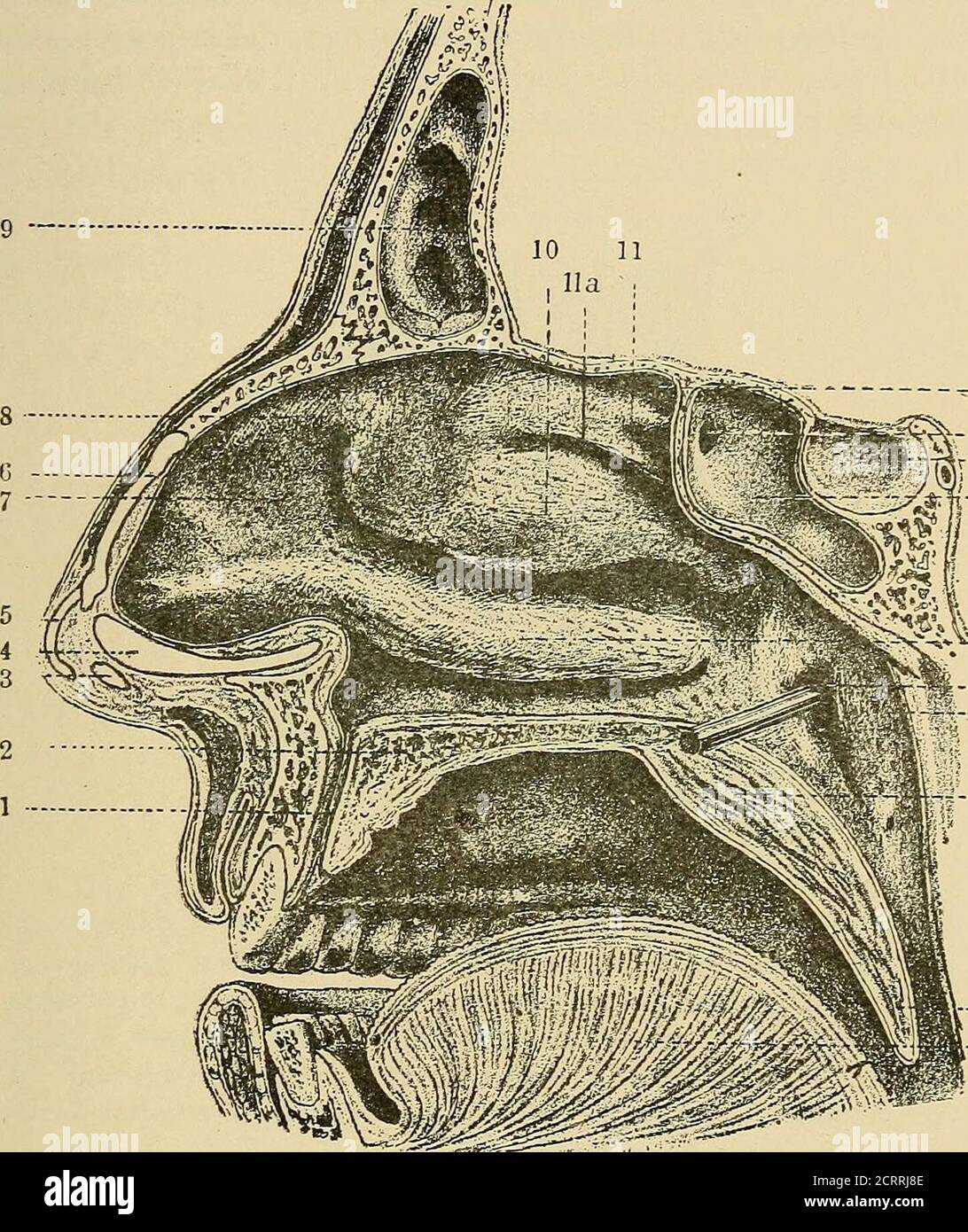 Alar cartilage hi-res stock photography and images - Alamy