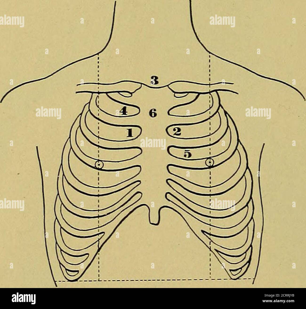 Sternoclavicular hi-res stock photography and images - Alamy