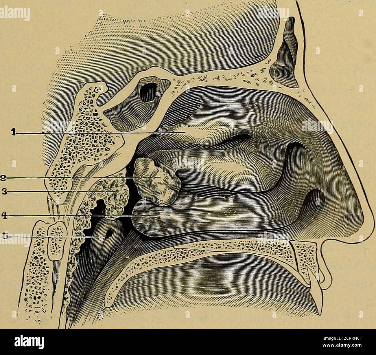Pneumogastric nerve hi-res stock photography and images - Alamy