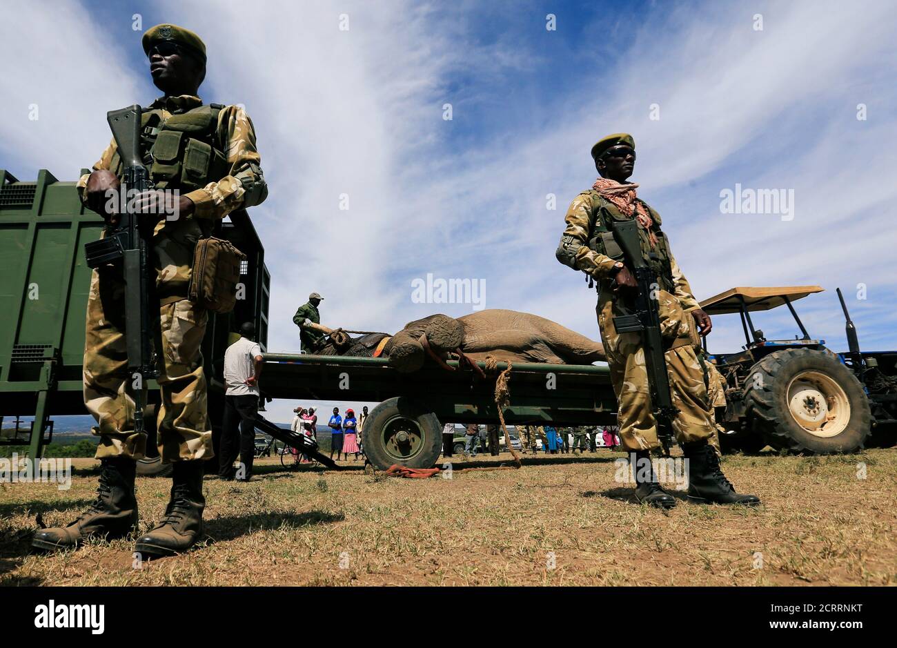 Translocation animal hi-res stock photography and images - Alamy