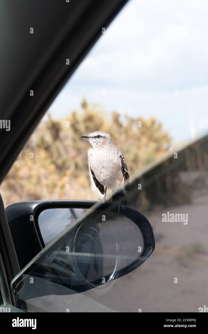 little bird in my car mirror Stock Photo - Alamy