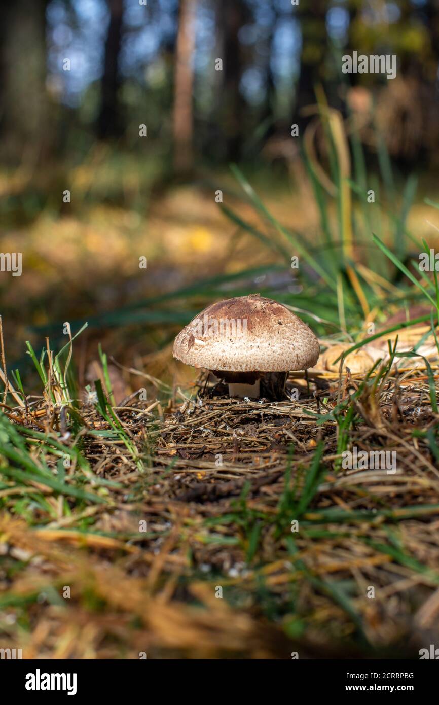 Beautiful mushroom in the forest. Mushroom picking in the forest Stock ...