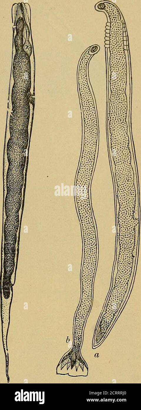 Oxyuris hi-res stock photography and images - Alamy