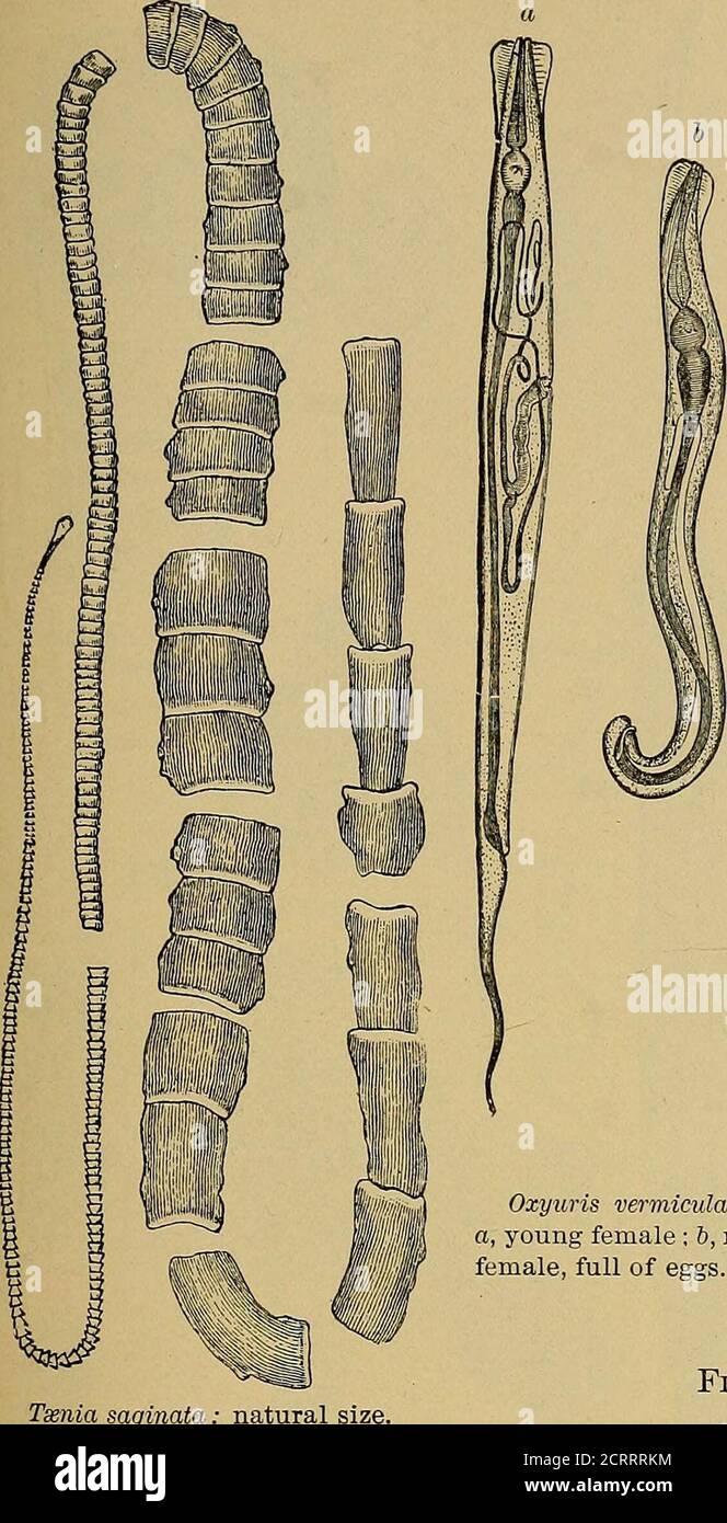 Trichomonas hominis hi-res stock photography and images - Alamy