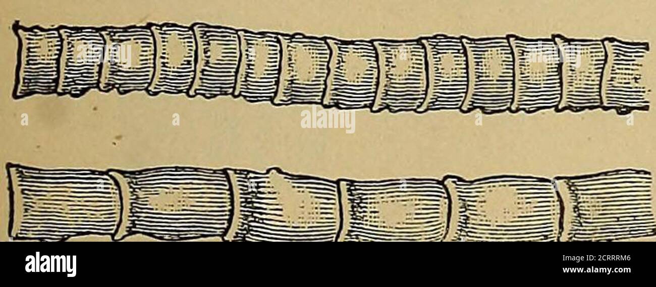 . A practical treatise on medical diagnosis for students and physicians ...