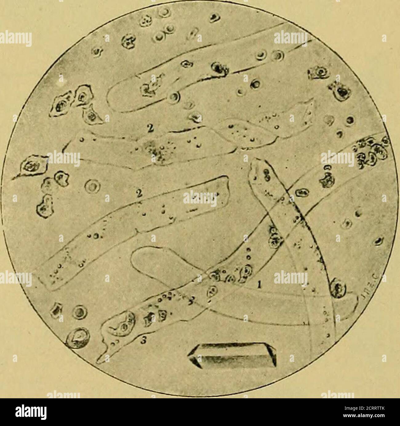 . A practical treatise on medical diagnosis for students and physicians ...