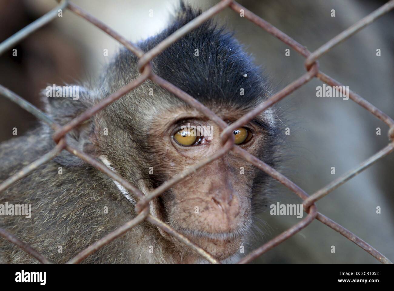 Macaque monkeys cage hi-res stock photography and images - Alamy
