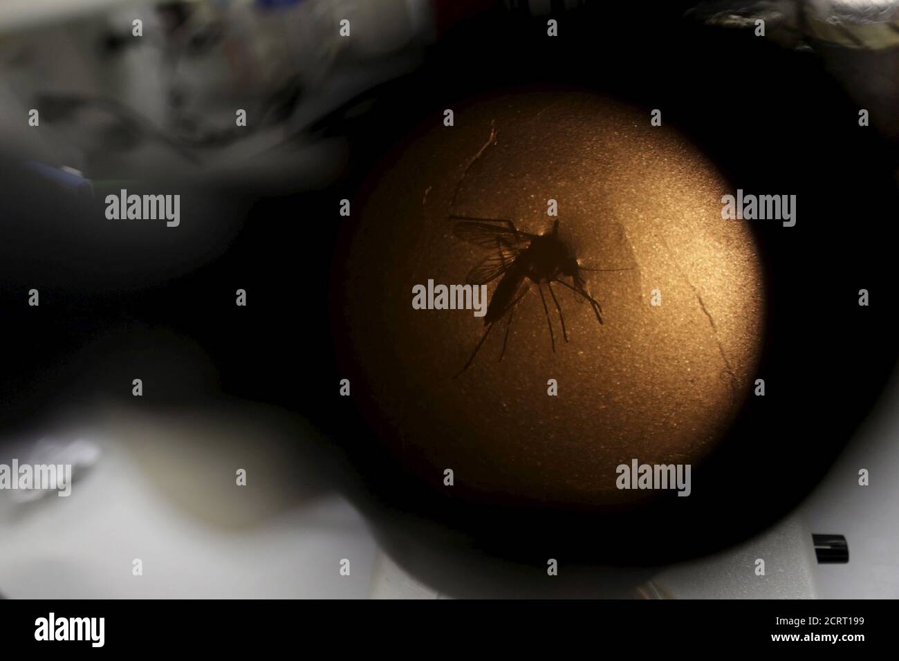 Microscope images hi-res stock photography and images - Alamy